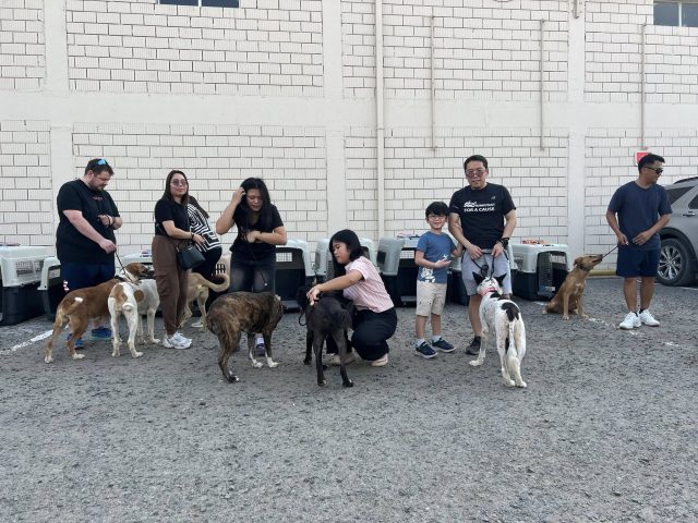 From Kuwait to Cebu: OFW Brings Home 12 Rescued Desert Dogs for a New ...